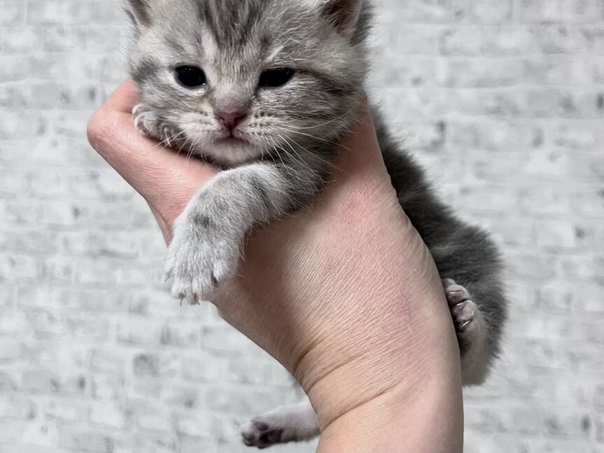 Шотландские вислоухие котята