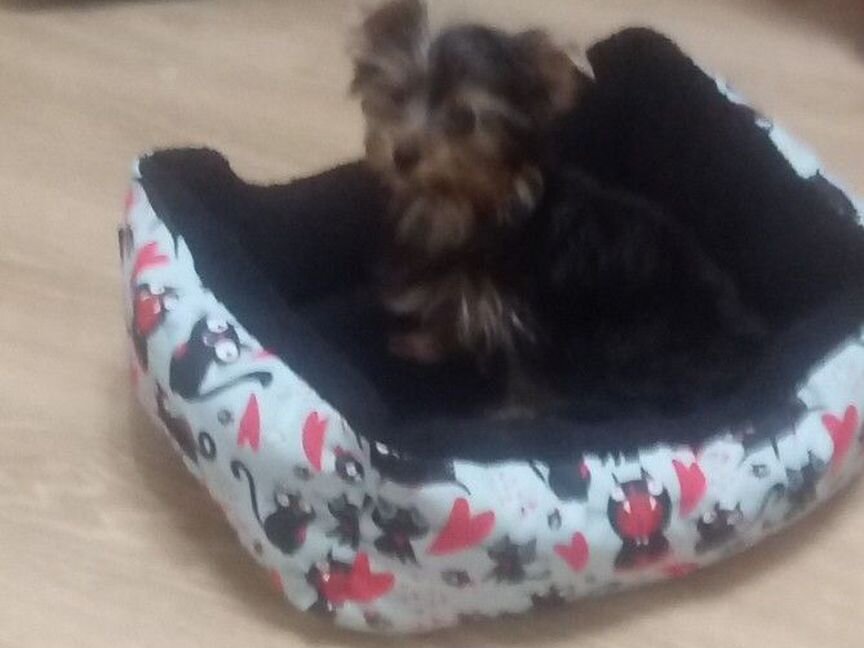 Маленькие собачки