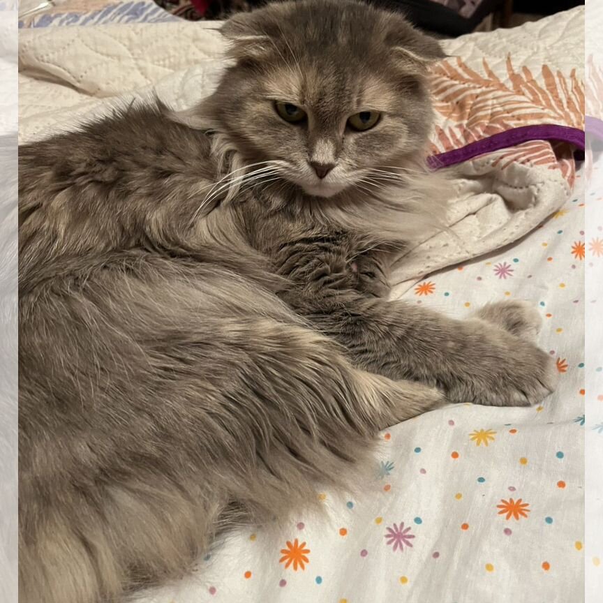 Русская сибирская кошка