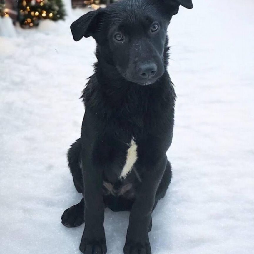 Собака в добрые руки