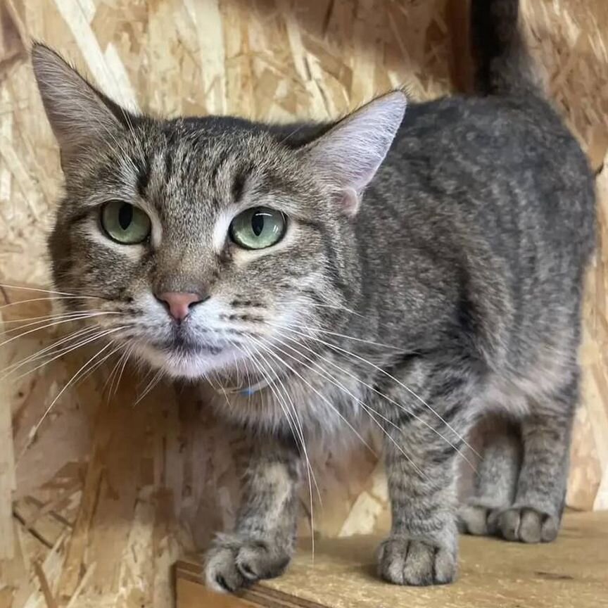 Взрослый кот в добрые руки