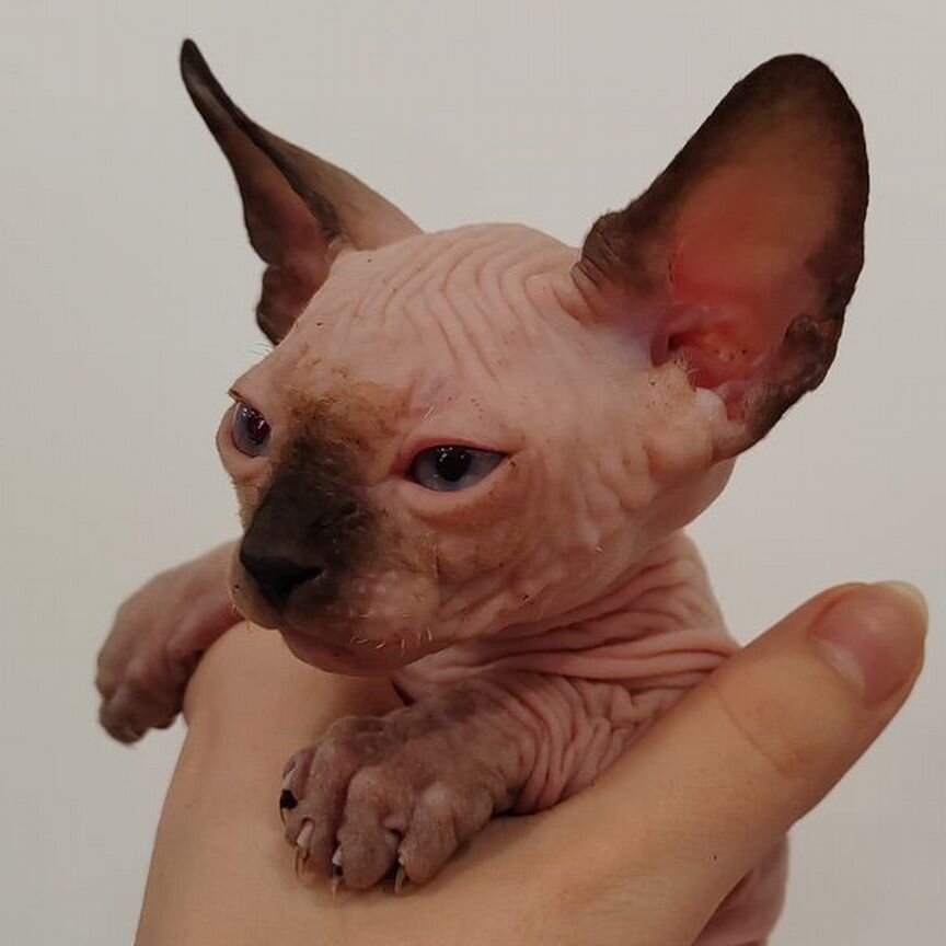 Канадский сфинкс котята