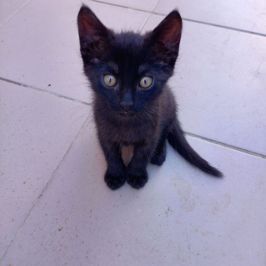 Чёрный котёнок в добрые руки