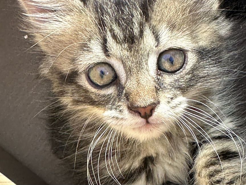 Кошечка Ману в добрые руки