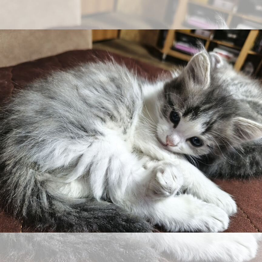 Котёнок в добрые руки