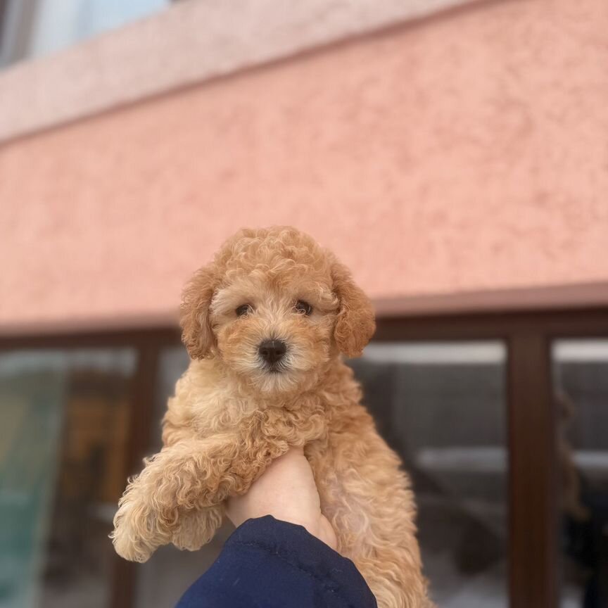 Той-пудель, щенок