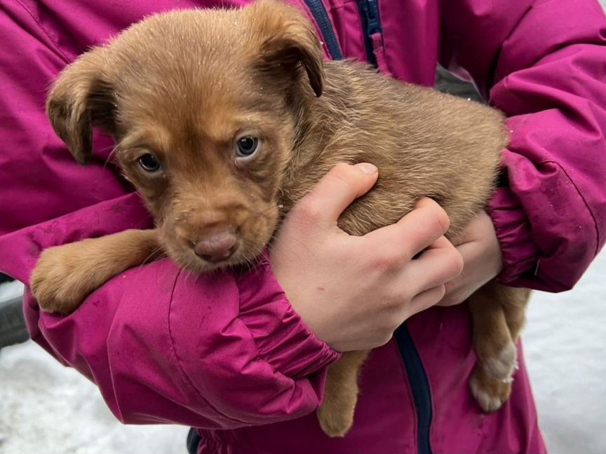 Собака в добрые руки отдам бесплатно