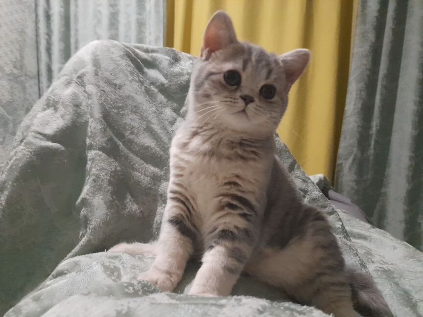 Шотландские котята