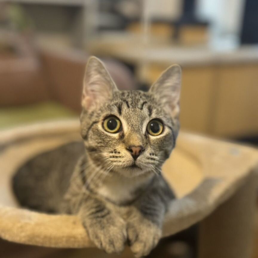 Котенок Тигруля ищет дом