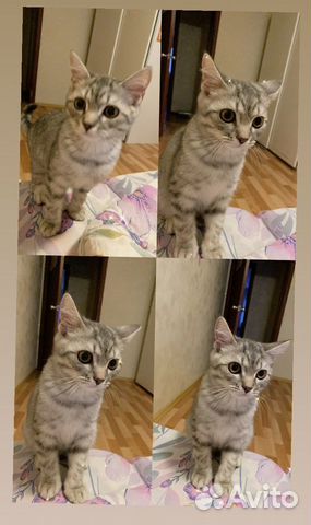 Шотландец прямоухий