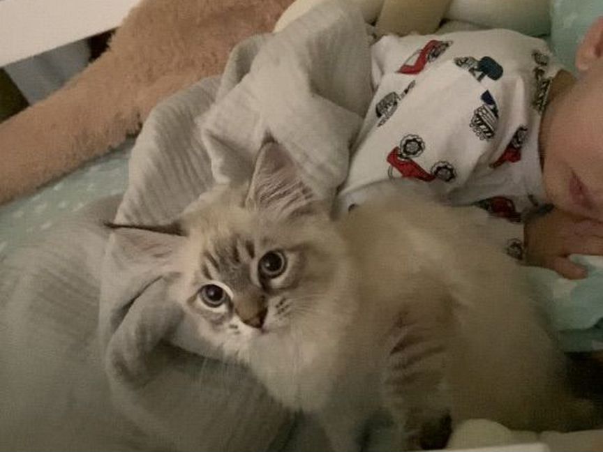 Невская маскарадная котенок