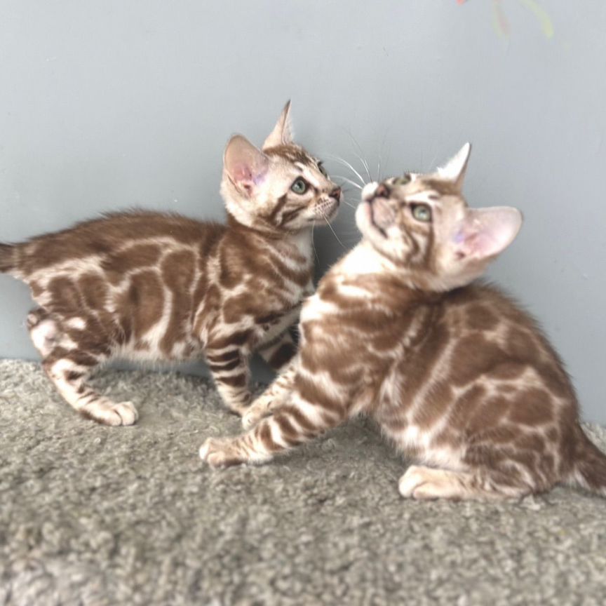Бенгальские снежные котята