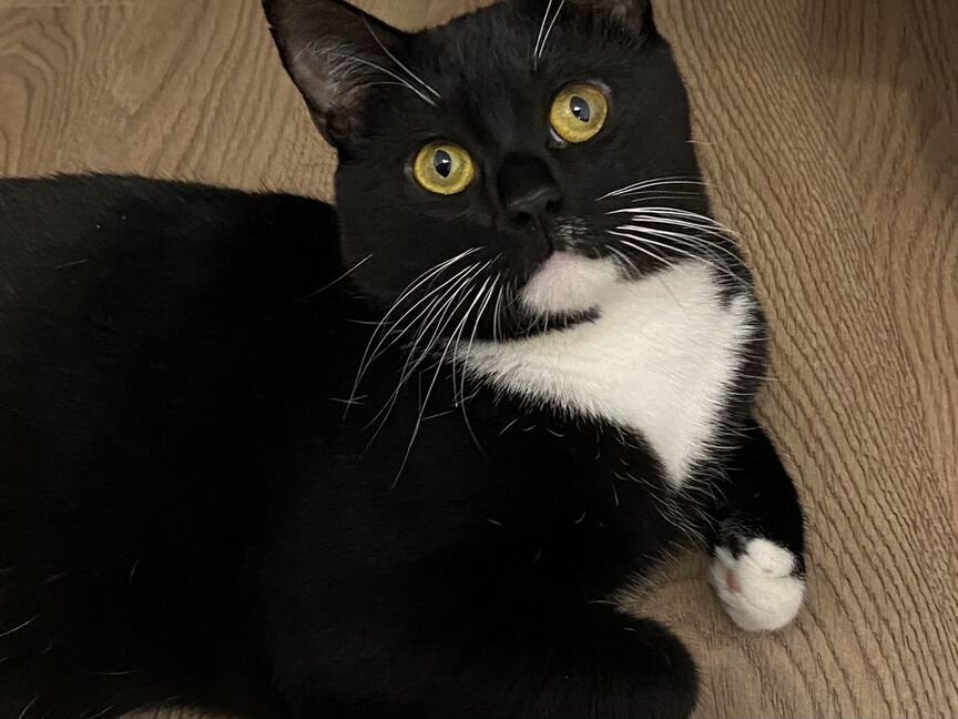 Котик Феникс