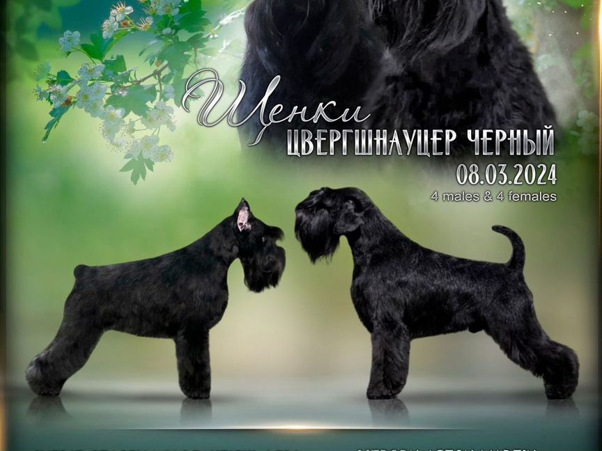 Цвергшнауцер черный щенки