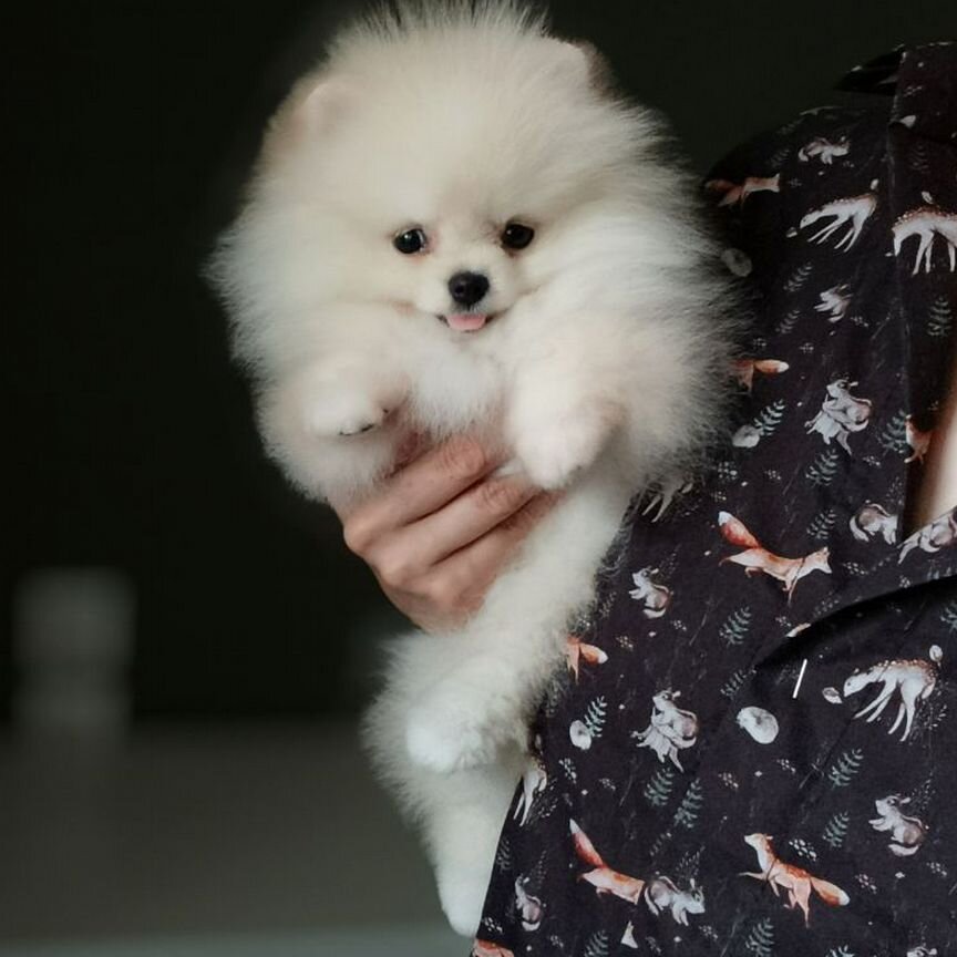 Померанский шпиц, щенок