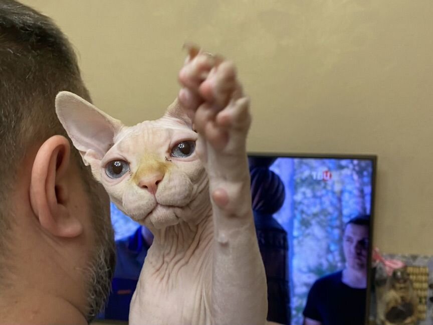 Канадский сфинкс