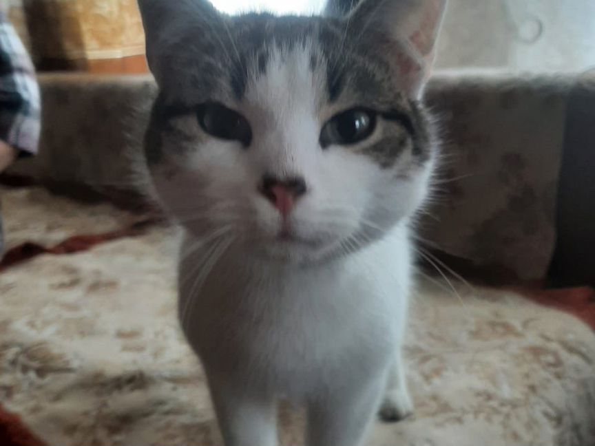 Котик домашний 1 год ласковый
