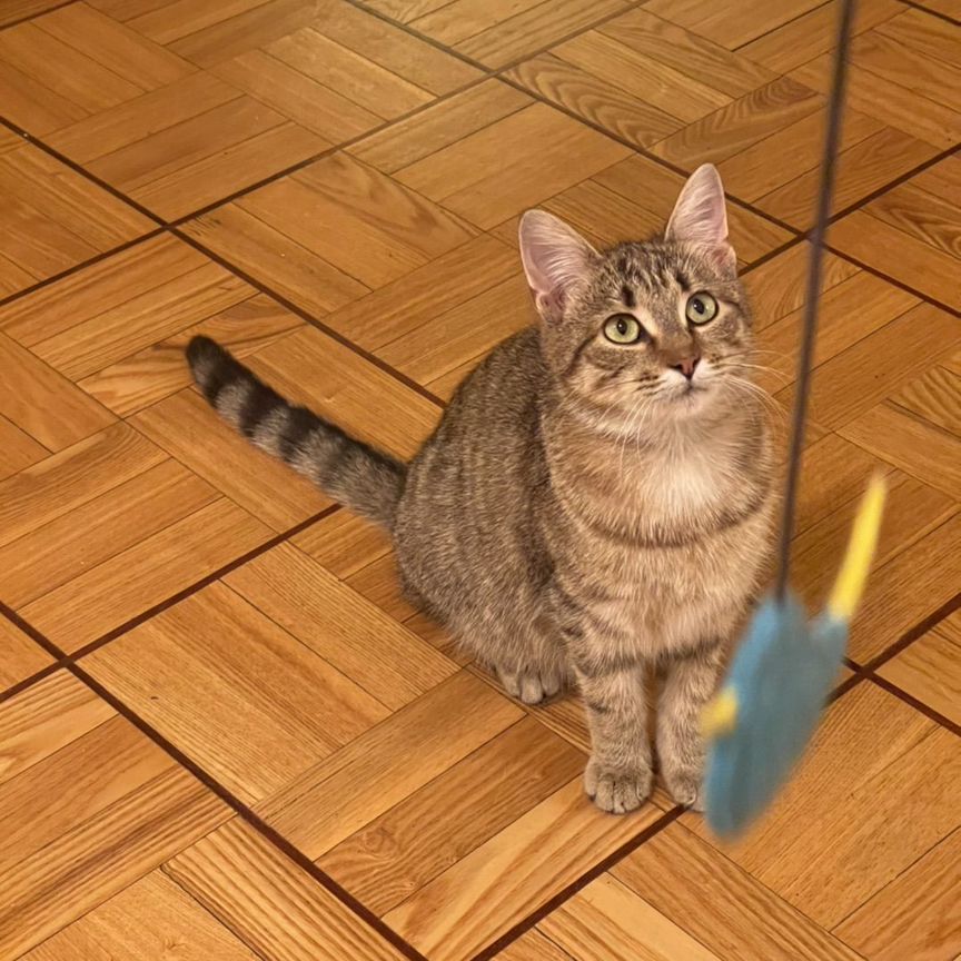 Шустрая Сэнди