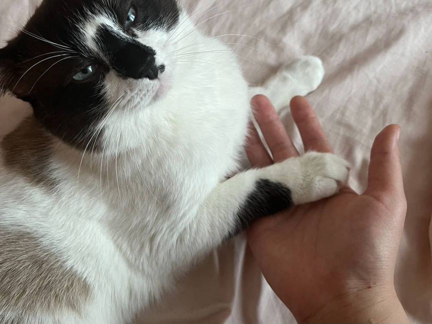 Кот