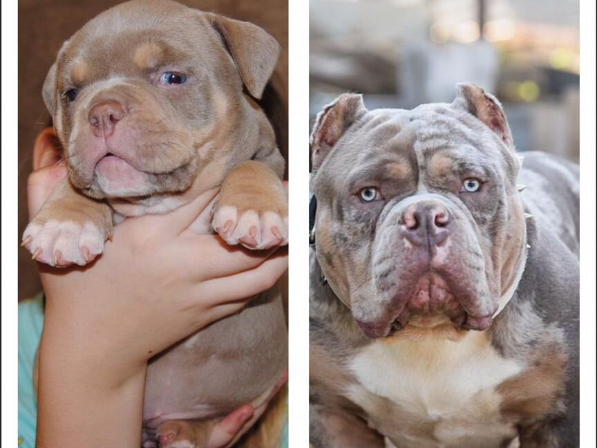 Американский булли