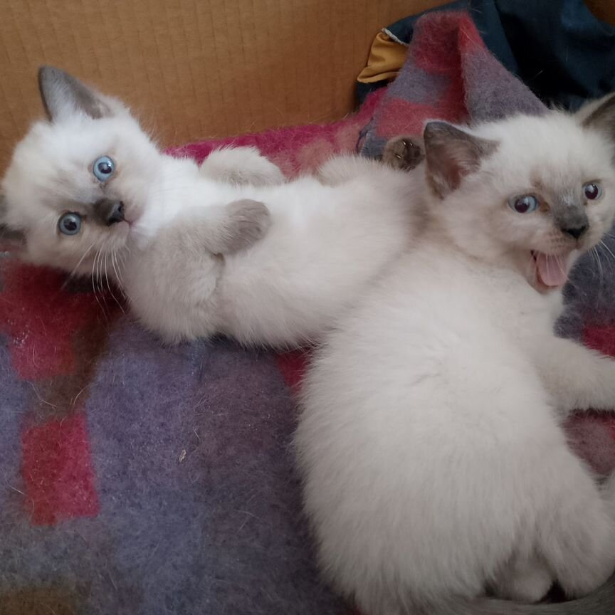 Сиамские котята