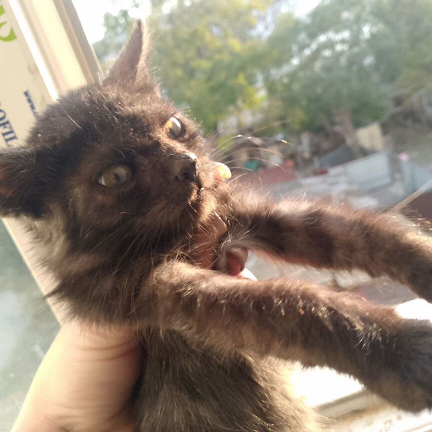 Отдам котенка