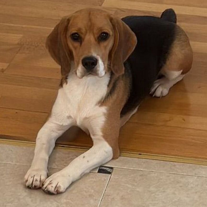 Бигль, щенок