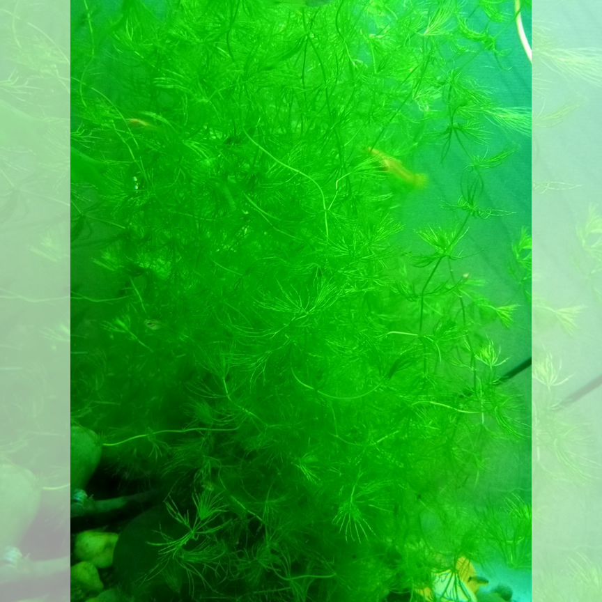 Аквариумные растения роголистник