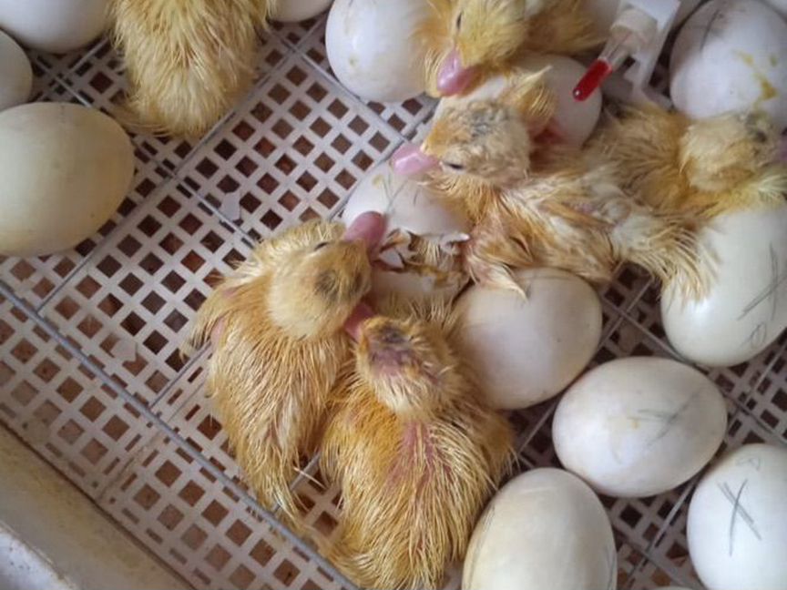 Индоутята от 12.05 и 30.05