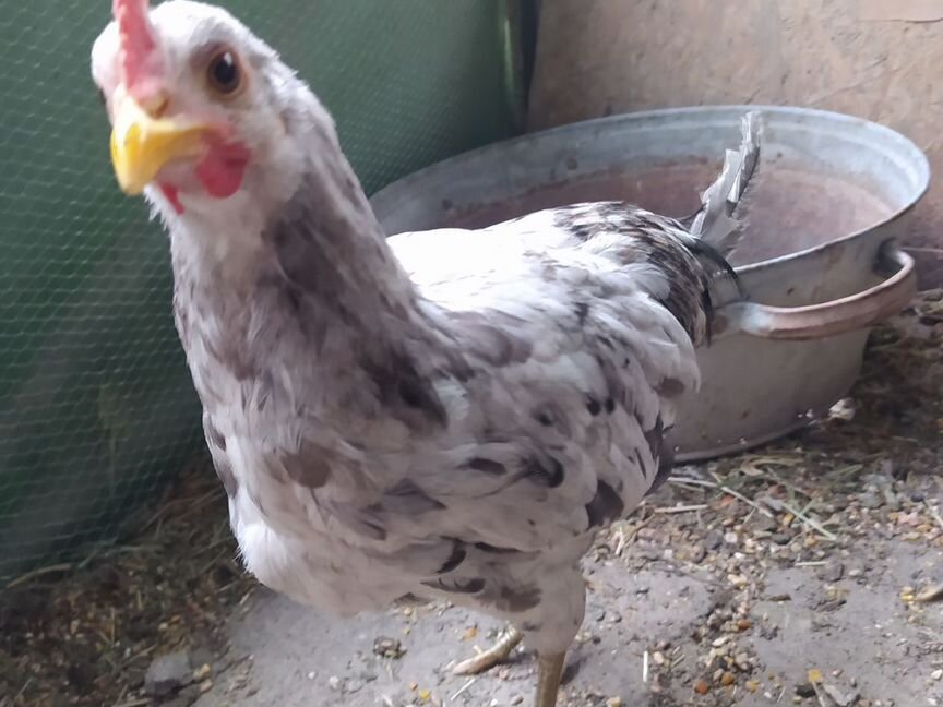 Петух Сильверудд блю