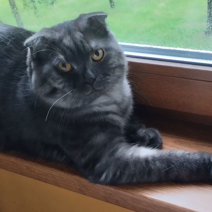 Шотландский кот вязка за Роял Канин