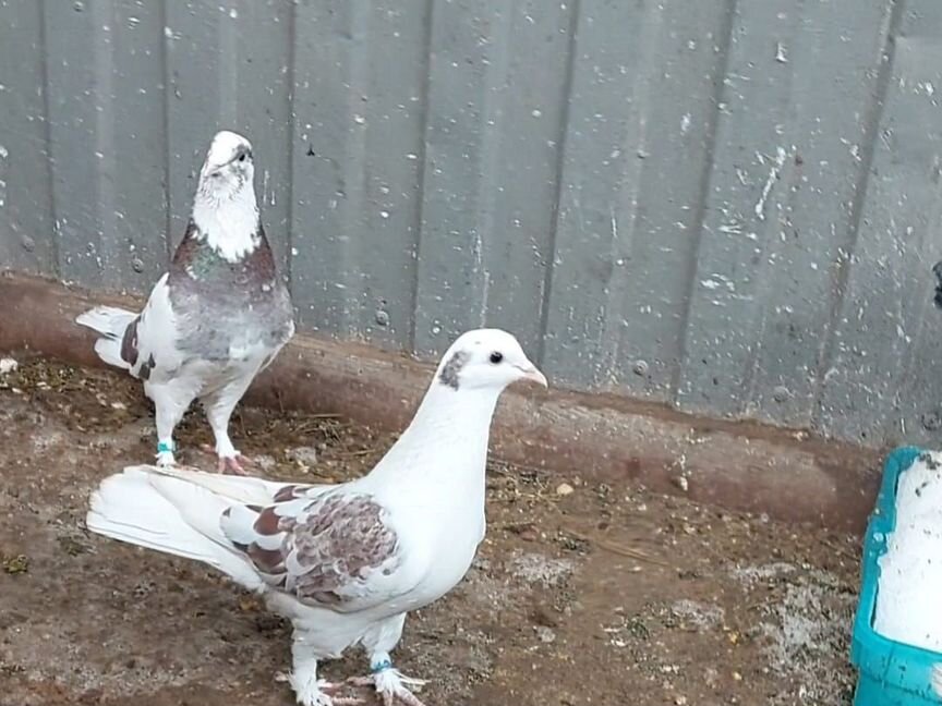 Голуби