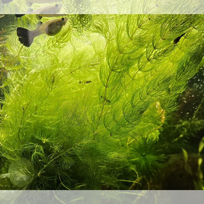 Аквариумные растения