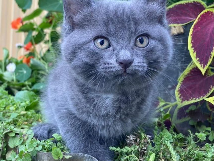 Котята в добрые руки приучены к лотку