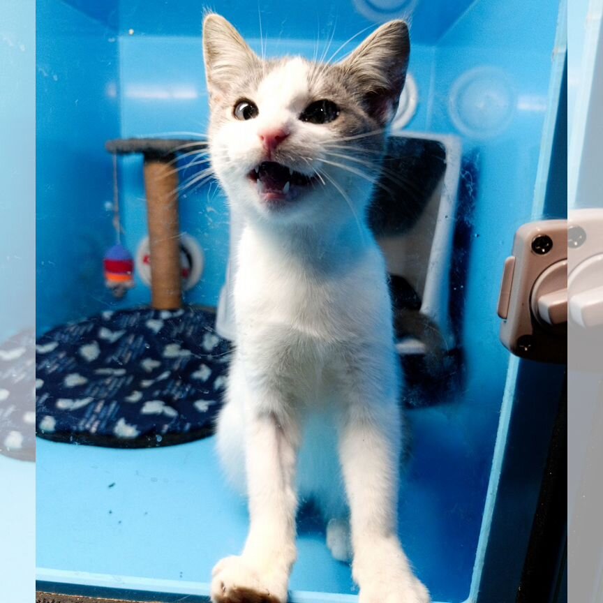Брошен на даче. котёнок мальчик 3,5 мес