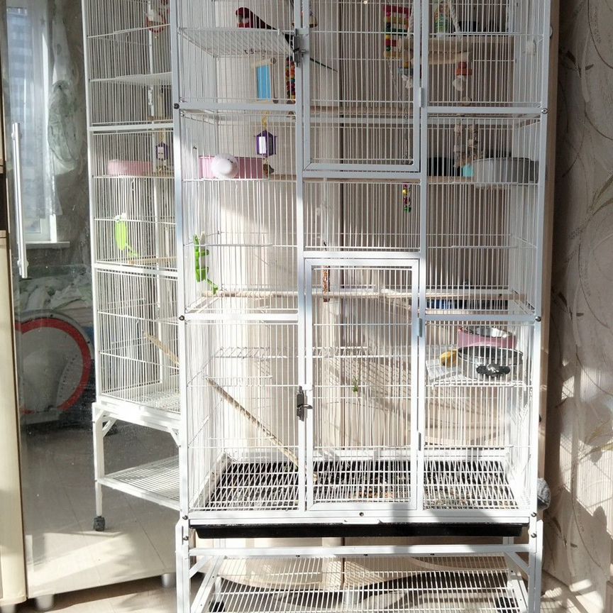 Попугай розелла с клеткой