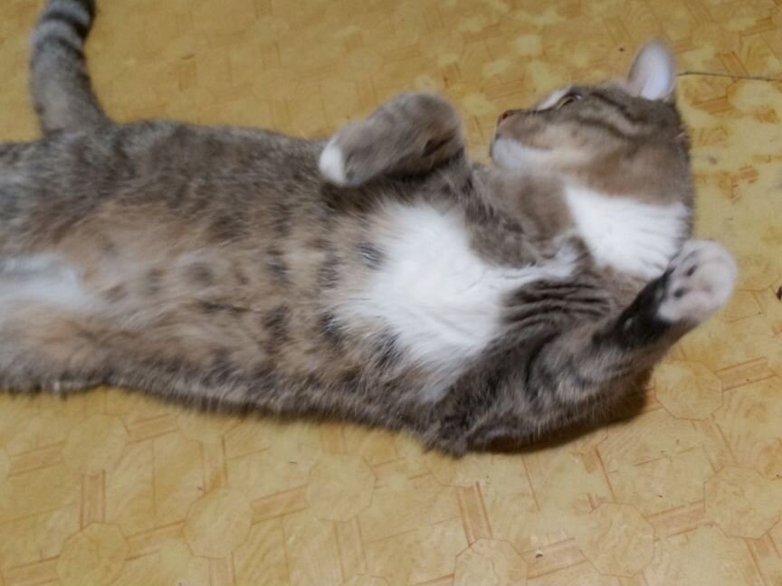 Кот Василий
