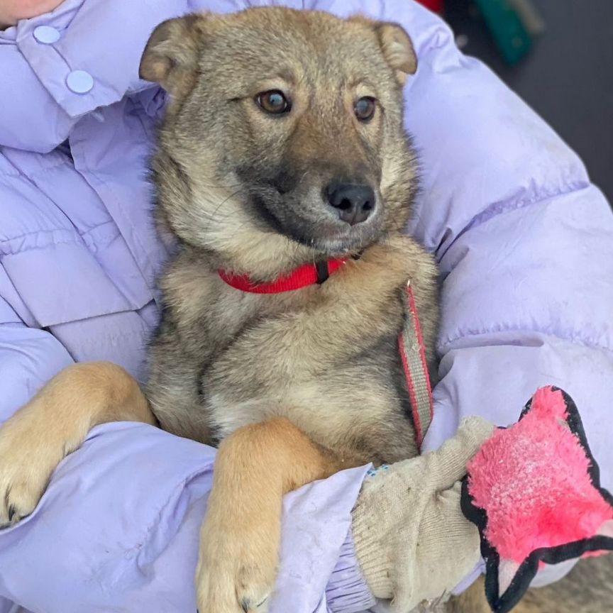 Щенок в добрые руки