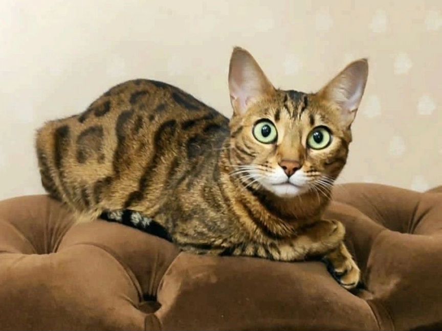 Красивые кошки в хороший дом