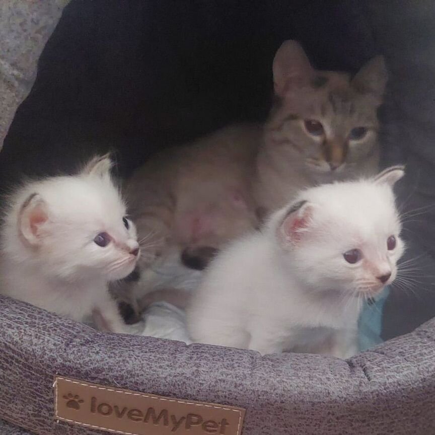 Невские маскарадные котята