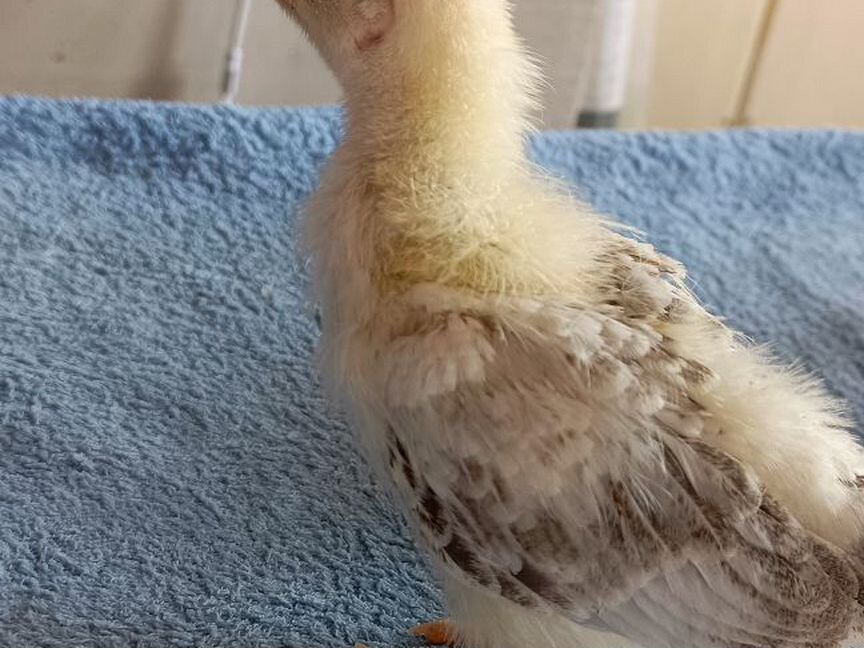 Петушки доминант гс 459