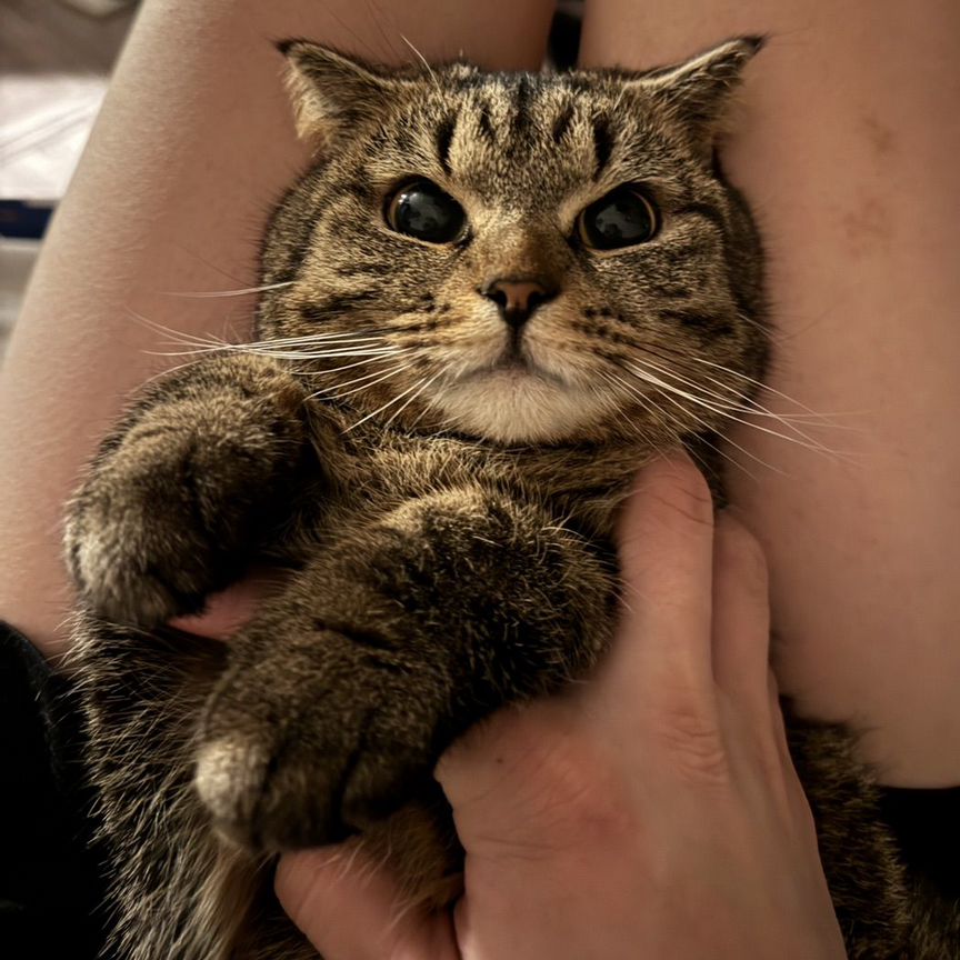 Дать милую котята 2 года
