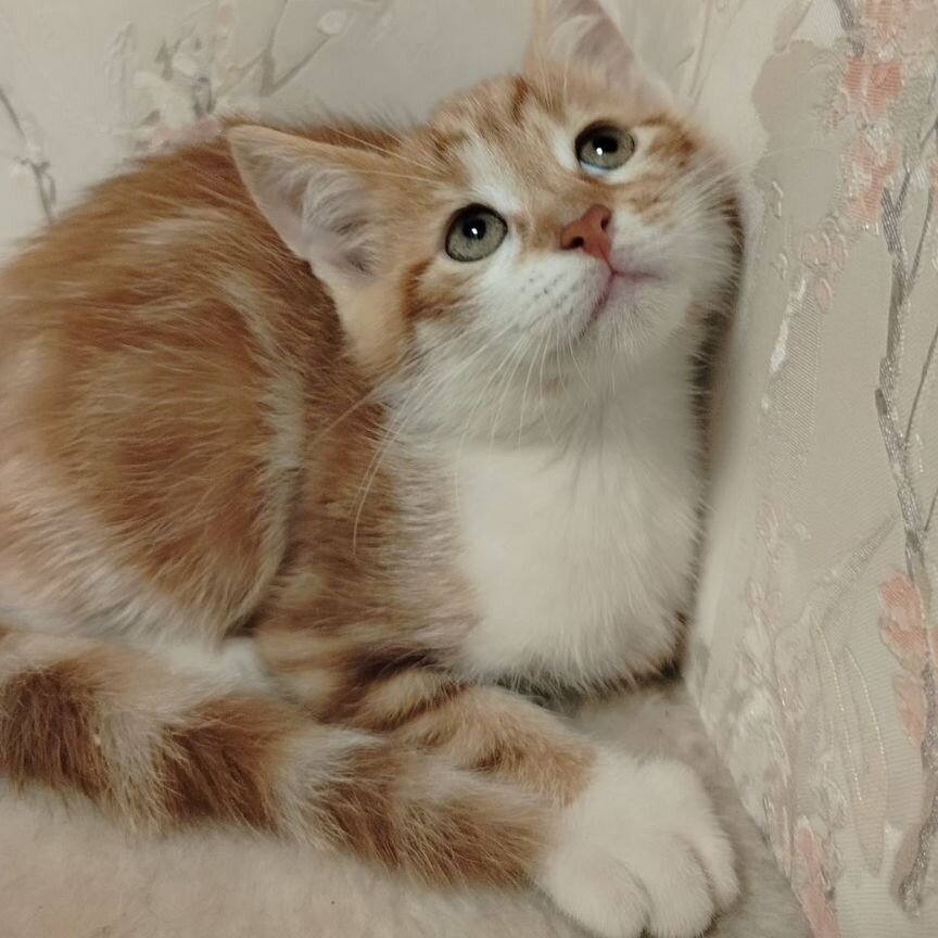 Рыжий котенок мальчик