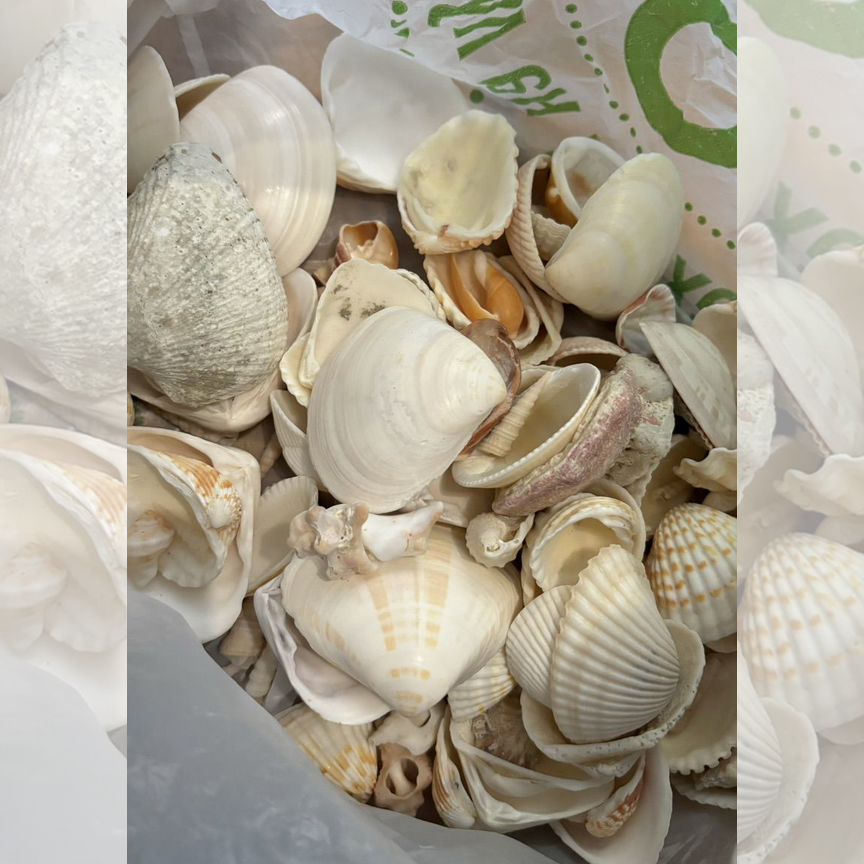 Ракушки камни морские пакет