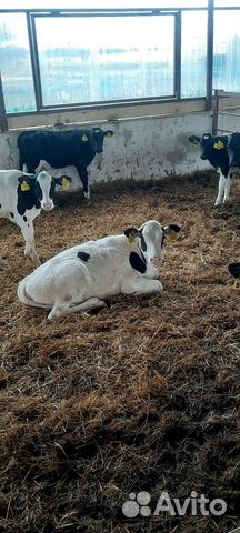 Бычки и телята