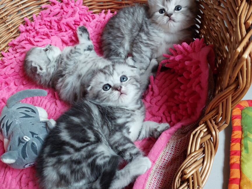 Шотландские котята
