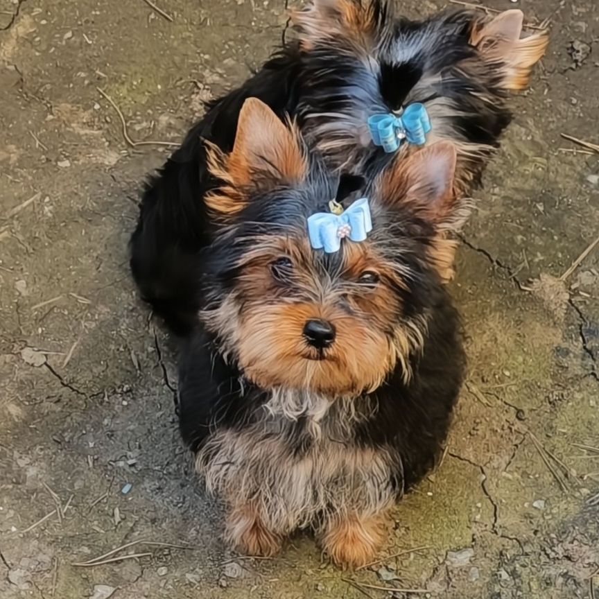 Йоркширский терьер, щенок