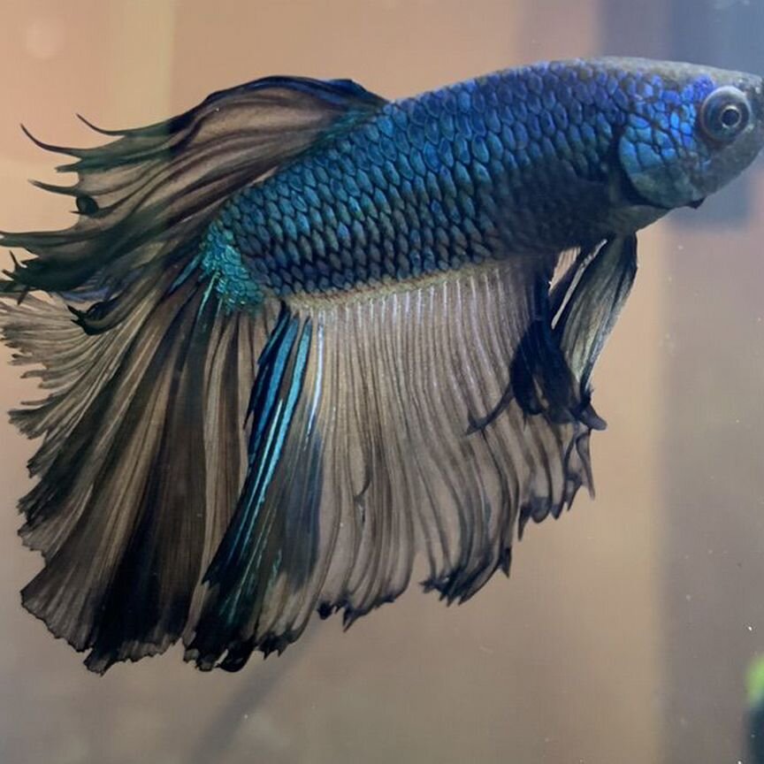 Рыбка петушок халф мун