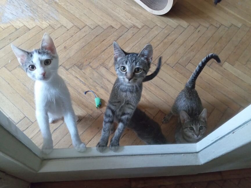 Котенок Мирон