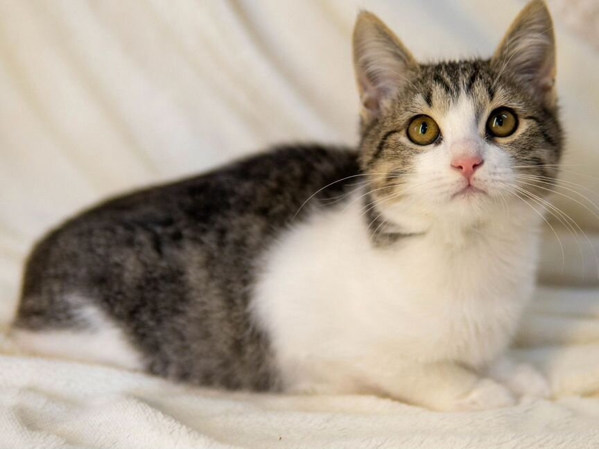 Мотя- очаровательный котёнок в добрые руки